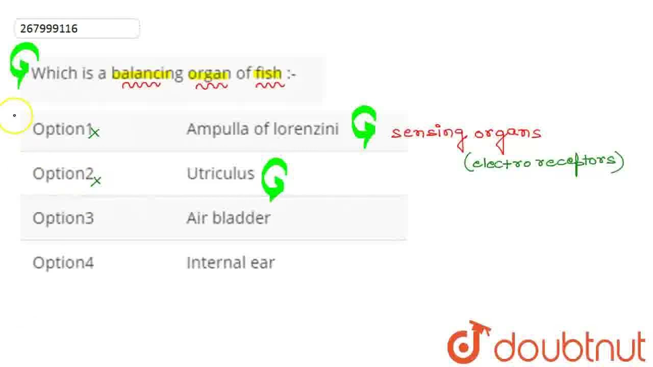 Which Is A Balancing Organ Of Fish CLASS 12 ANIMAL KINGDOM Which Is A Balancing Organ Of Fish CLASS 12 ANIMAL KINGDOM