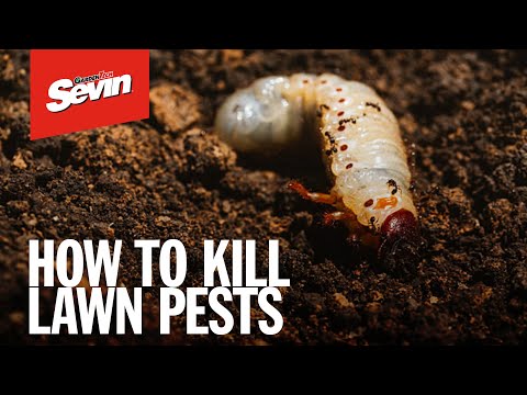 What Insects Does Sevin Dust Granules Kill