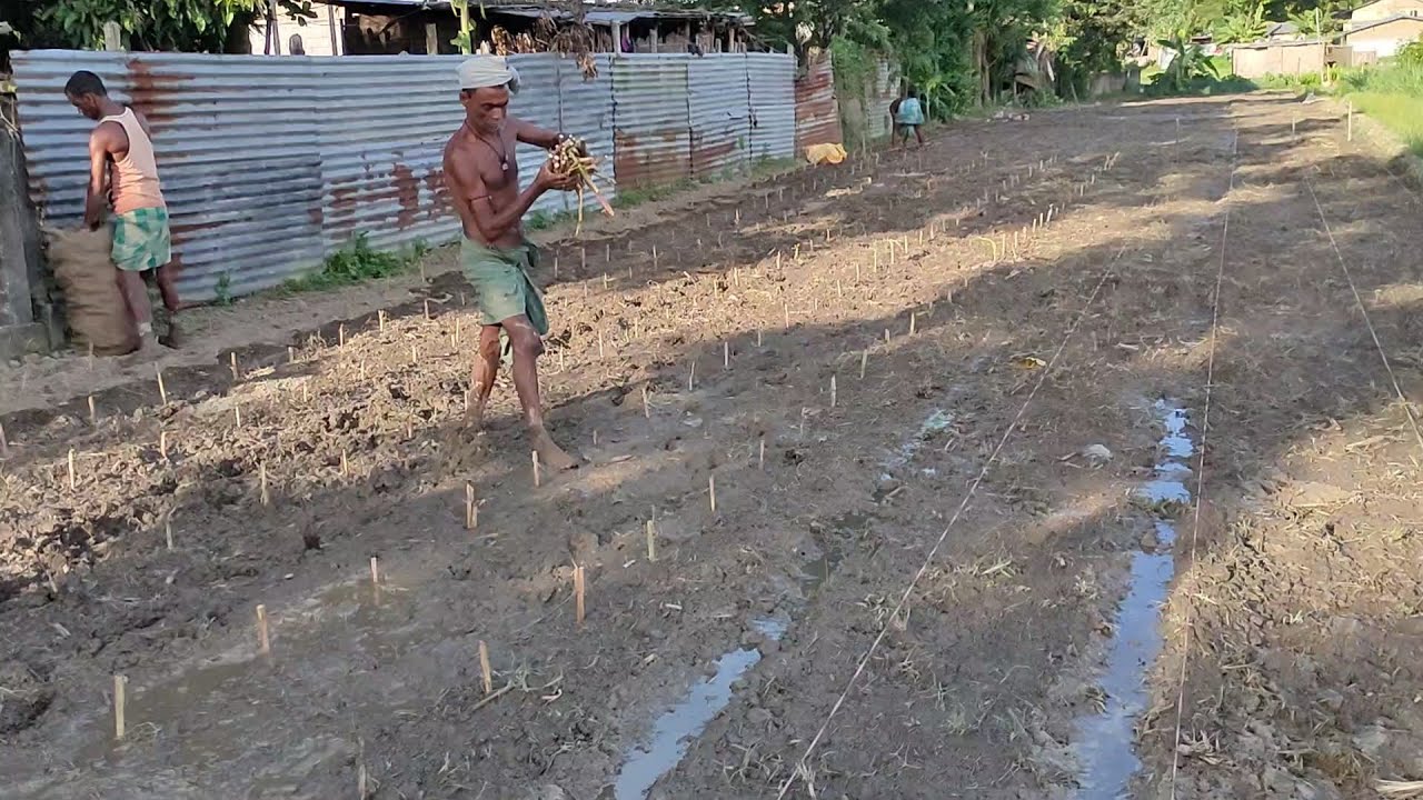 Napier Cutting Loguwa Potdhoti (ASSAM) -9085543168 - YouTube