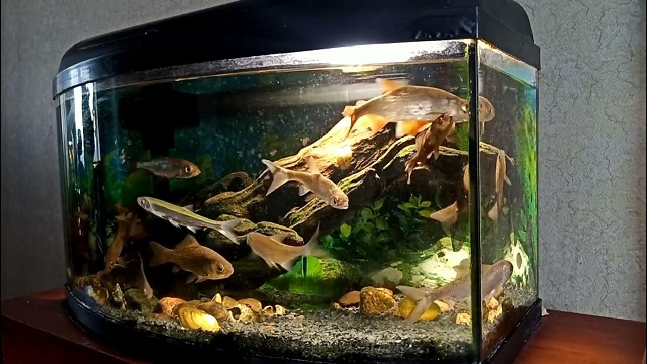 Аквариум с речной рыбой. Часть 9. Уклейка - YouTube