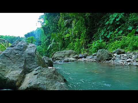Calming River and Forest Birds – Natural White Noise 1080p | Deep Sleep Video