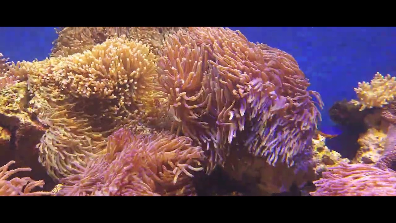 Anemone reef, PLasma lights, 5700K, High Noon. Magnifica are loving it ...