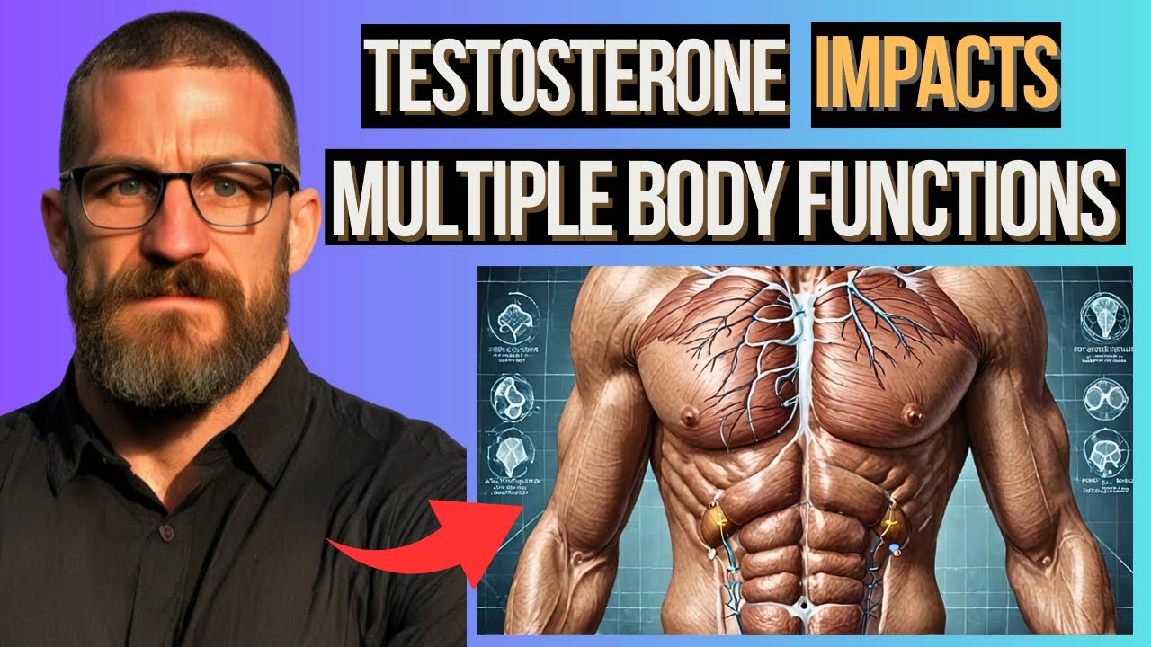 How Testosterone AFFECTS Multiple Systems Of The MALE Body ...