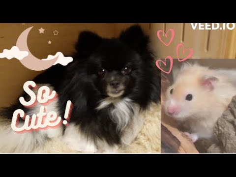 NIGHTTIME CUTENESS || Opal and Phil before bed (well, not for Phil ...