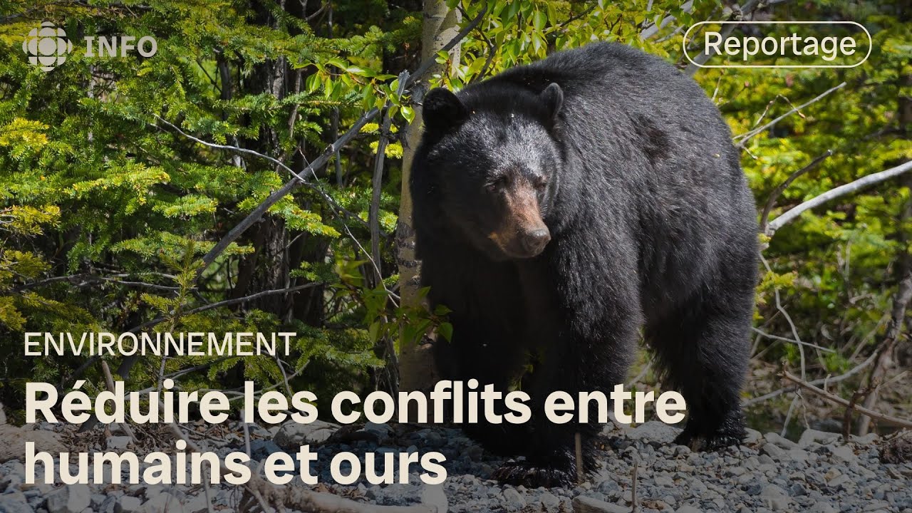 Réduire les conflits entre humains et ours - YouTube