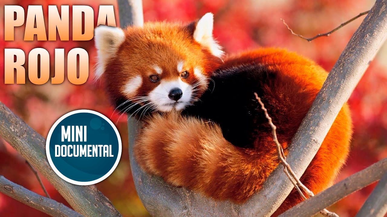 Panda rojo - Panda menor (mini documental) - YouTube