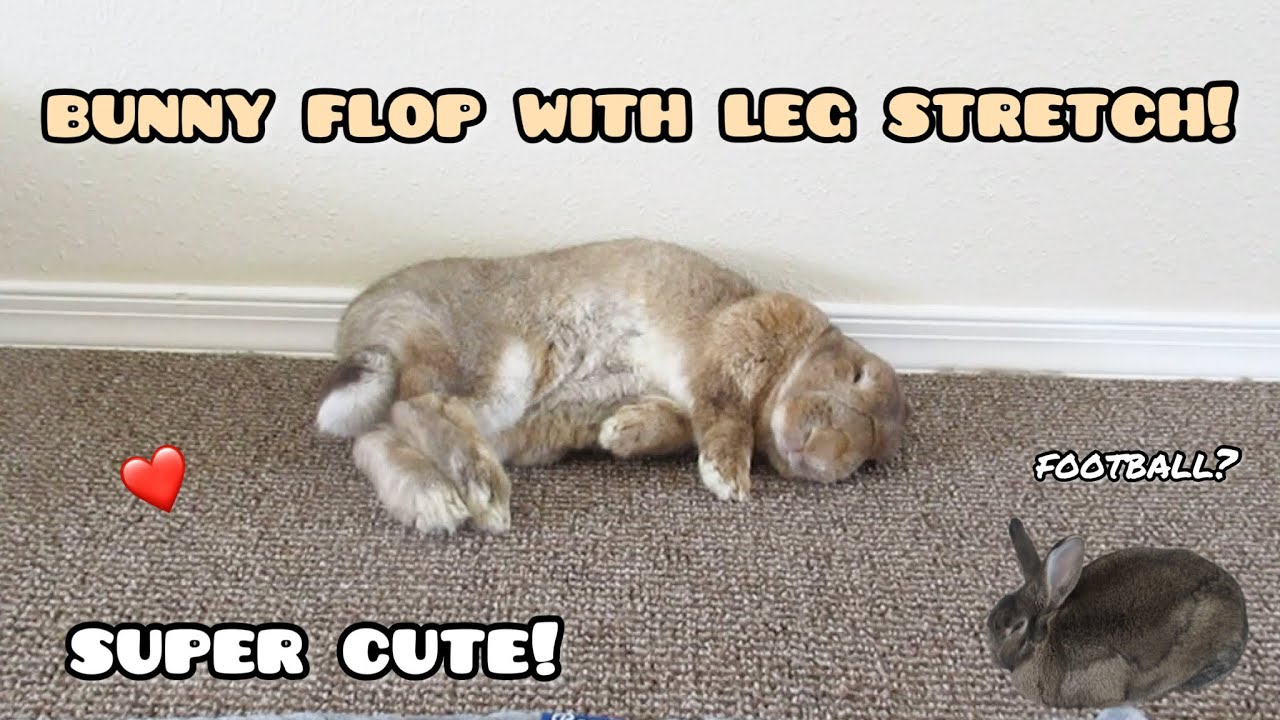 Super Cute Bunny Flop with Leg Stretch! - YouTube