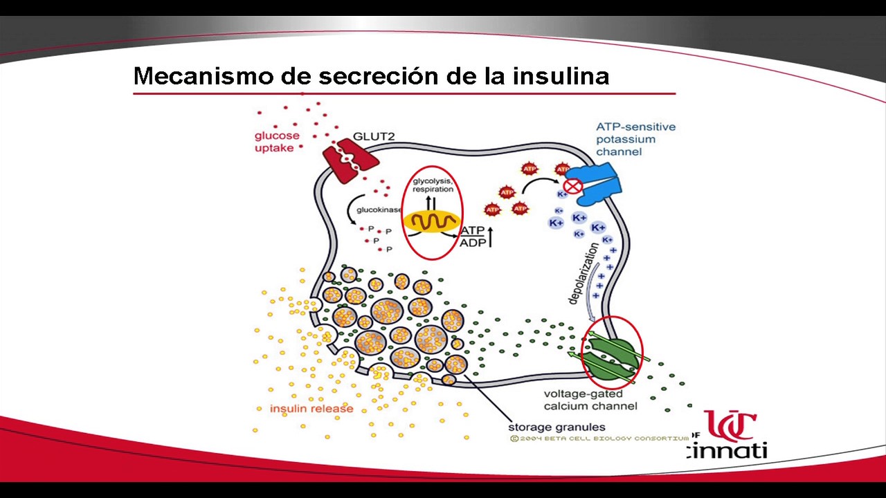 Implicación de ETV5 en la secreción de insulina - YouTube