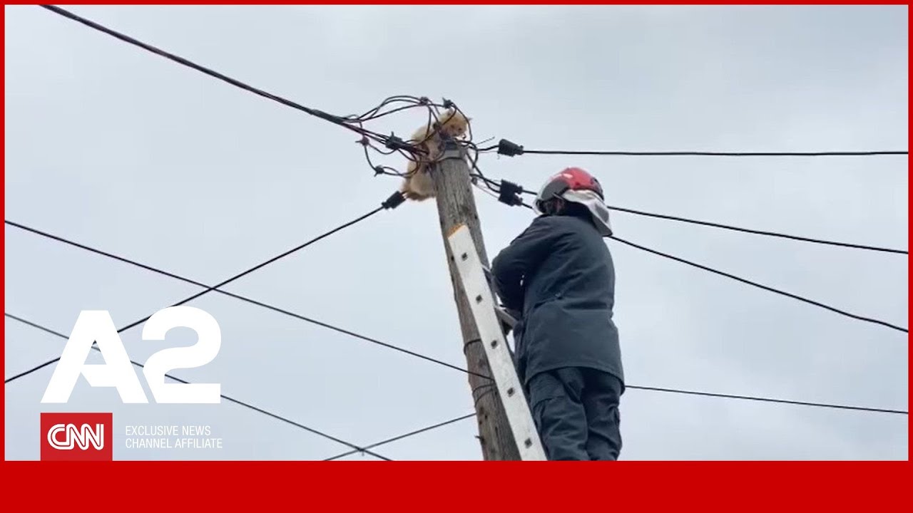 Zjarrfikësi hero shpëton macen e bllokuar në majë të shtyllës në Fier ...