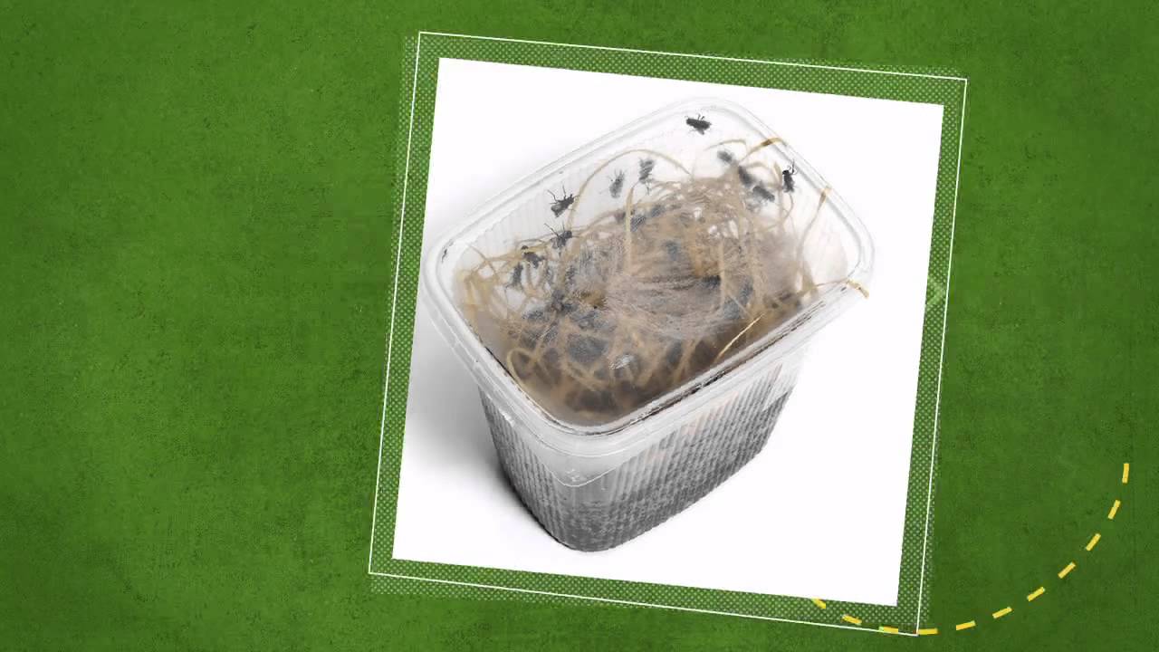 Terfly (Krullfliegen) - reptilienkosmos.de - YouTube