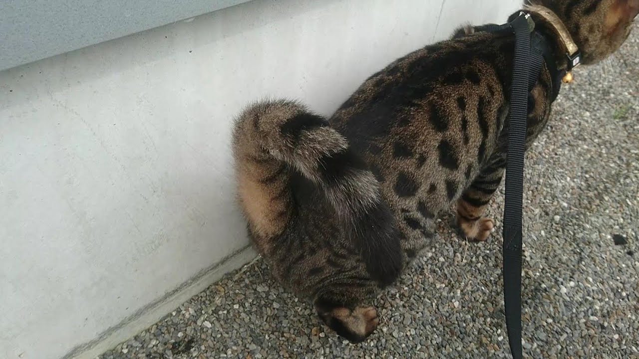Bengal Cat Marking Behavior #28 - YouTube
