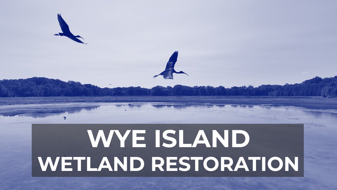 Wye Island Wetland Restoration - Maryland Department of Natural ...