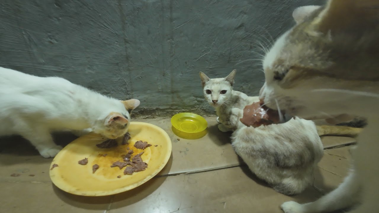 Happy stray cats feeding 39 - YouTube
