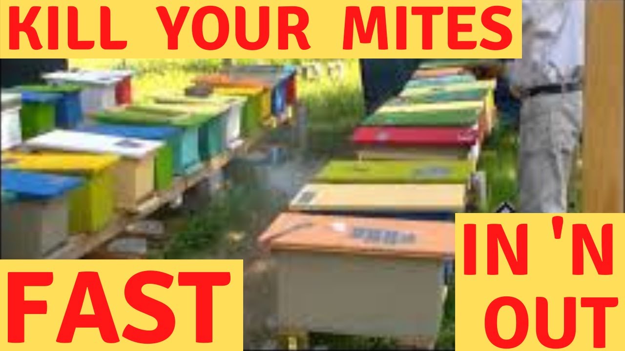 Treat 60 nucs in 30 minutes - oxalic acid vaporizer ProVap 110 - YouTube