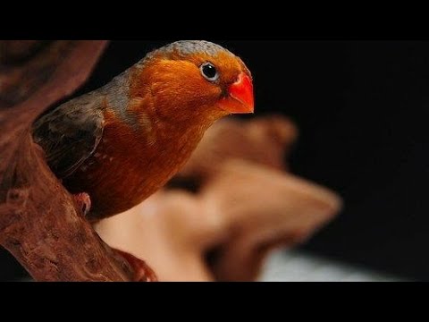 SEGREDOS DA CRIAÇÃO DE PASSAROS - PASSERIFORMES MANDARIM - YouTube