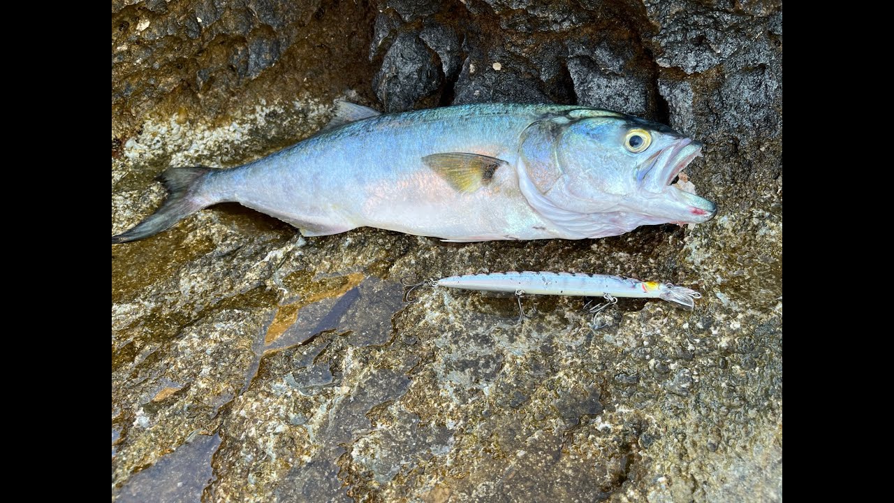 🎣💥Serra by Night (ITA)-Bluefish at Night💥 #tailwalk #shimanoreels # ...