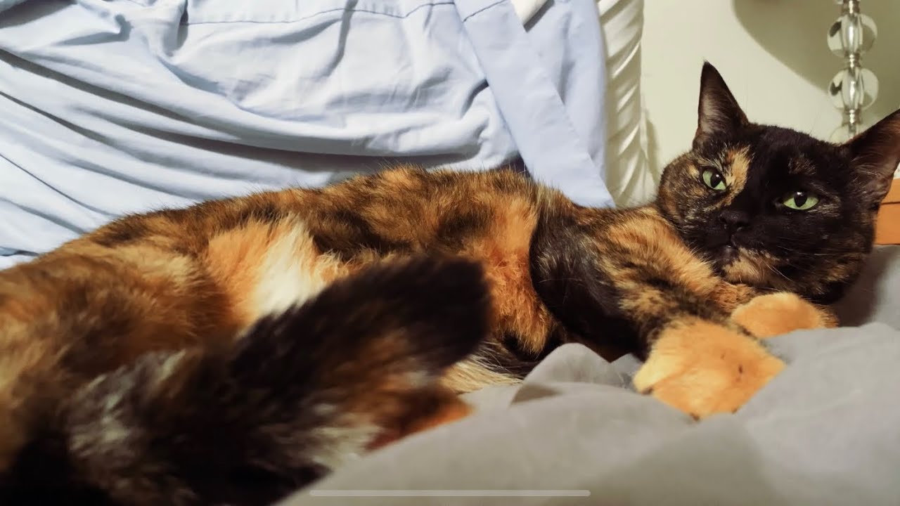 Volume Up For Happy Cat Sounds | CatManJohn - YouTube