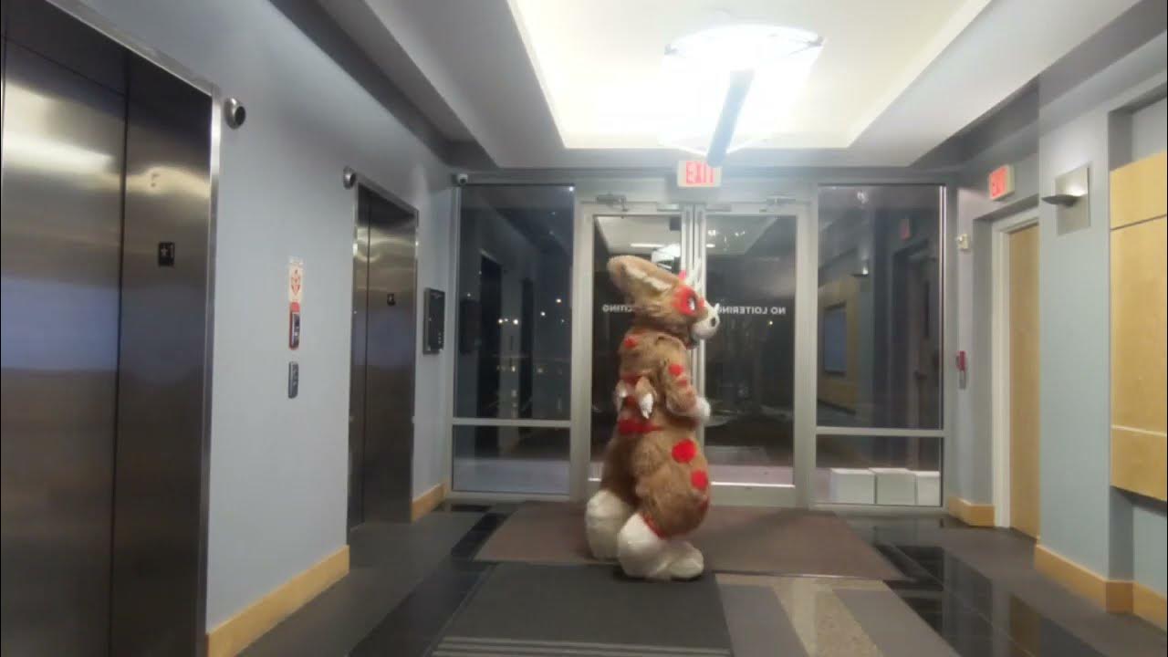 Kiss Me more X Who Is She (mais francais?) (Midwest FurFest 2023 Dance Comp Demo) - YouTube