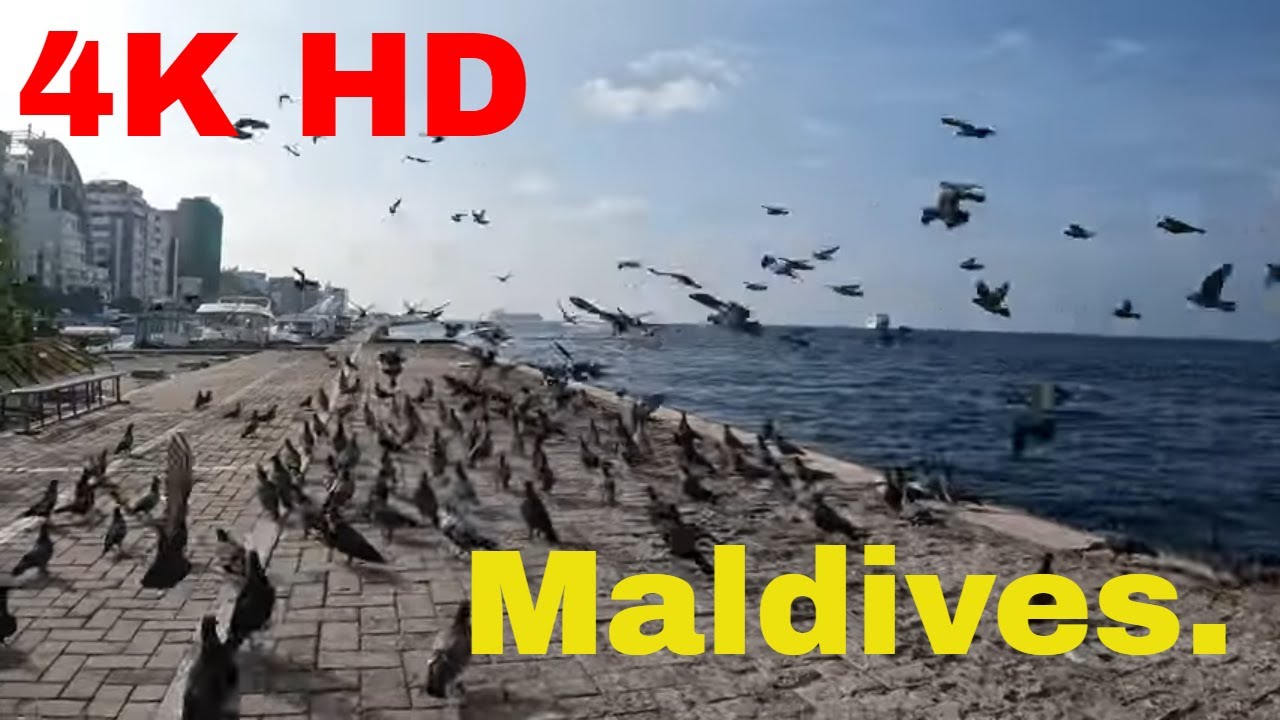 4K VIDEO / walking with Pigeons in the Maldives / මාලදිවයිනේ පරවියන් ...