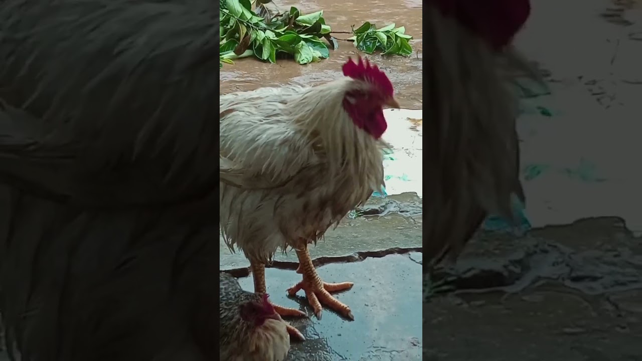 Seal murga video🤗#shorts #viral - YouTube