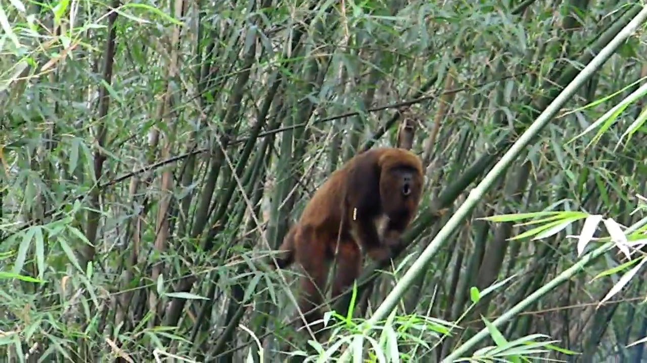 BUGIO LARGEST PRIMATE IN BRAZIL - YouTube