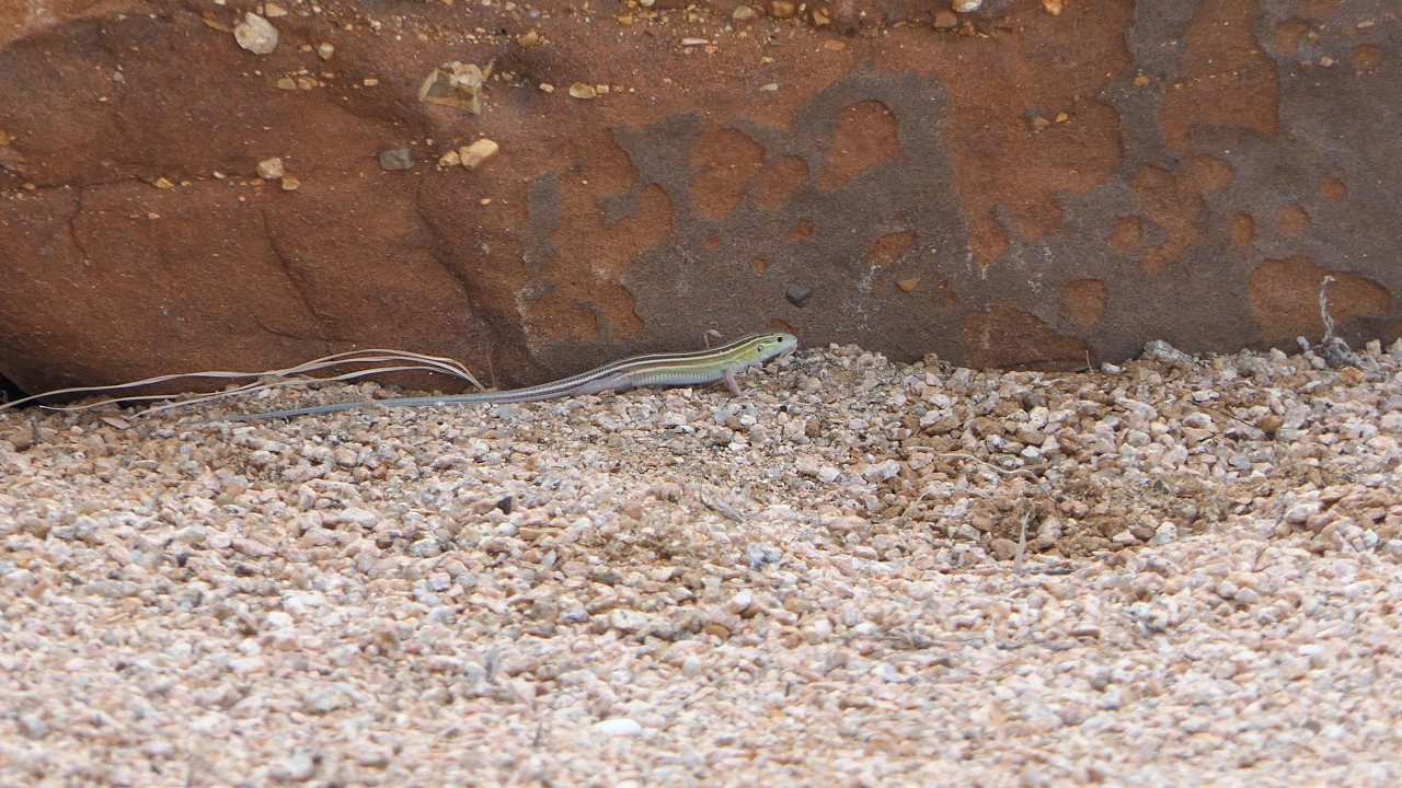 Six-lined Racerunner runs across rocks - YouTube