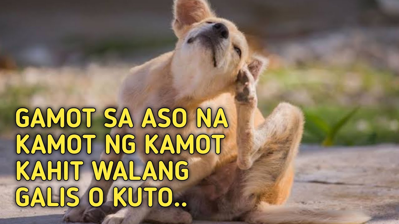 GAMOT SA ASO NA KAMOT NG KAMOT KAHIT WALANG GALIS O KUTO / 2024 - YouTube