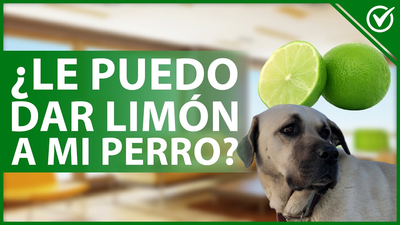 Son Los Limones Seguros Para Que Los Perros Los Coman