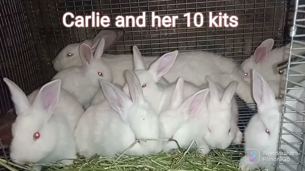 Rabbits: Mom and her kits - YouTube