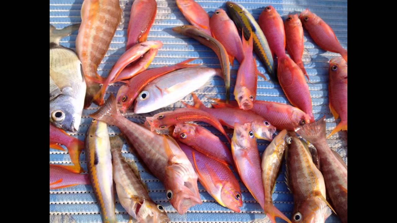 Poissons de Méditerranée - YouTube