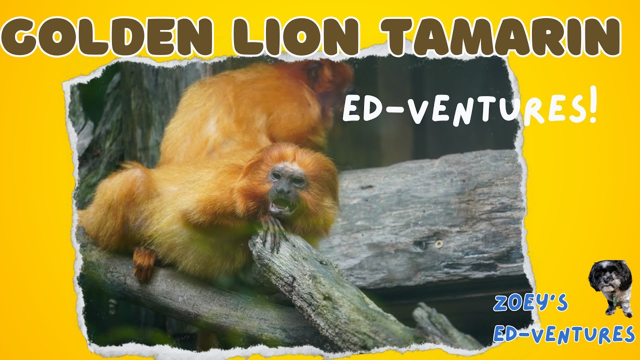 Do all Golden Lion Tamarins belong to Brazil? Unique Tamarin Facts ...