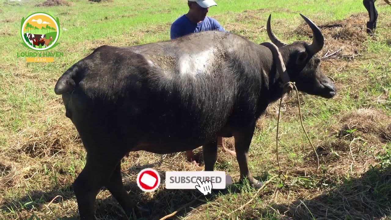 MAKING PLOTS-TRADITIONAL WAY AND HARVESTING PECHAY/PAGGAWA NG PLOT AT ...