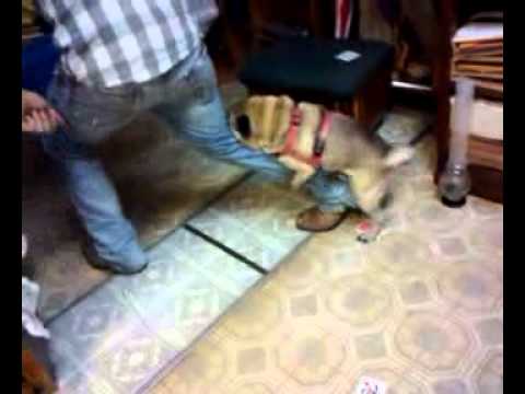 Funny dog humping leg to the beat - YouTube