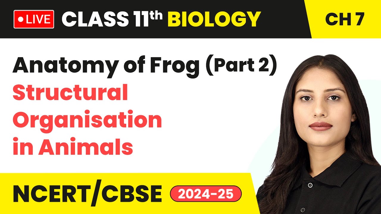 Anatomy of Frog (Part 2) - Structural Organisation in Animals | Class ...