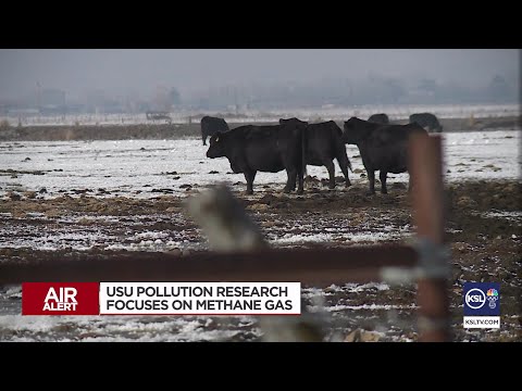 Why Do Cows Contribute To Climate Change