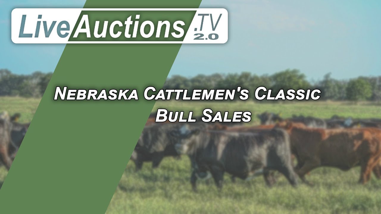 Nebraska Cattlemen's Classic Bull Sales - YouTube