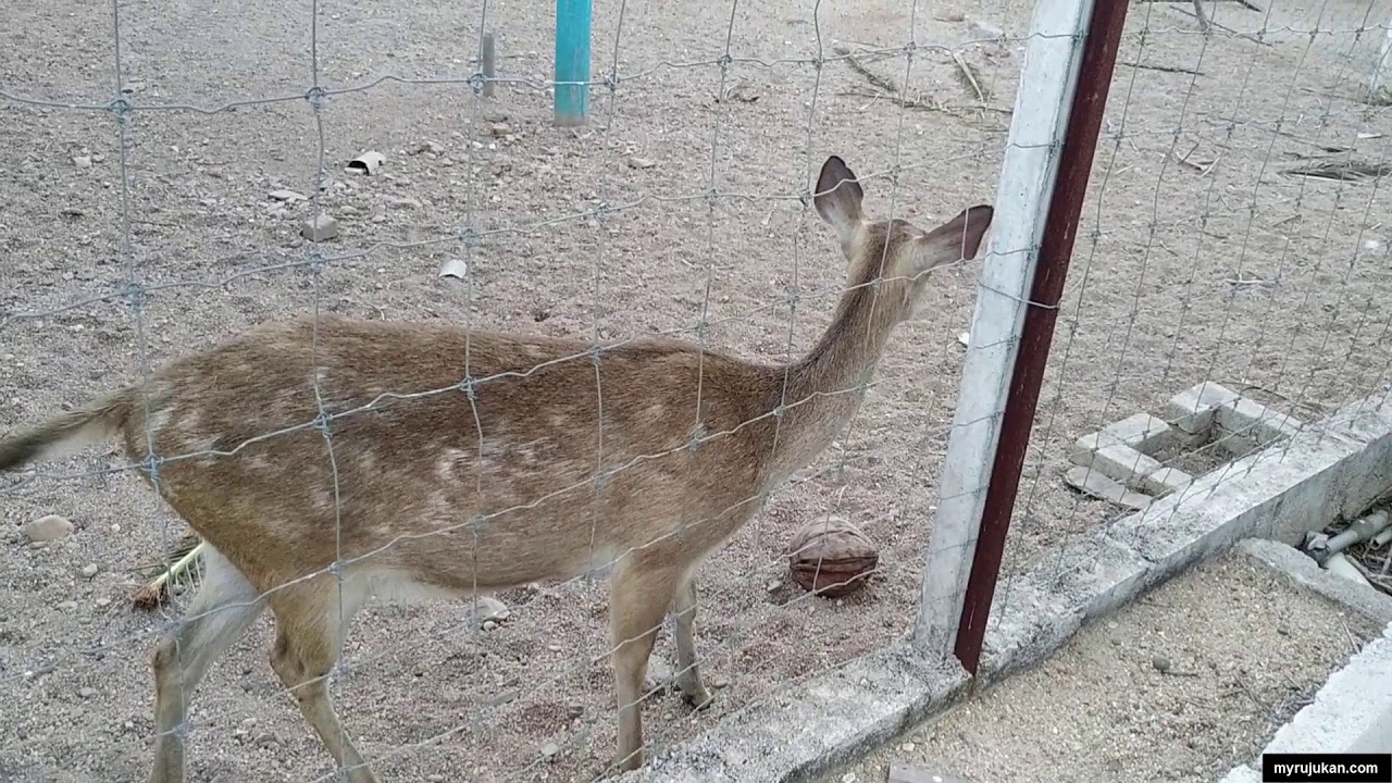 Kandang Rusa Di HWJ Dairy Goat Farm - YouTube