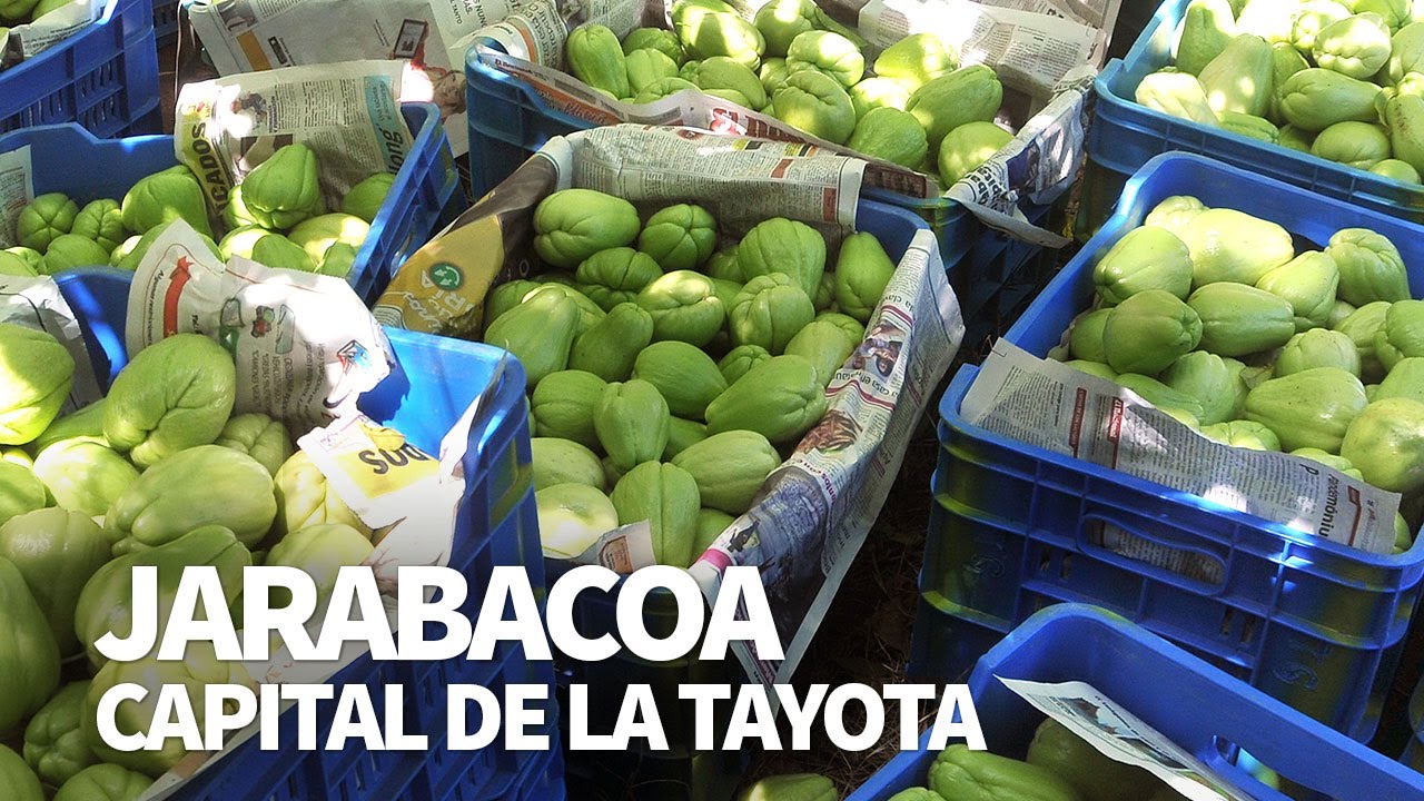 Jarabacoa, capital de la tayota - YouTube