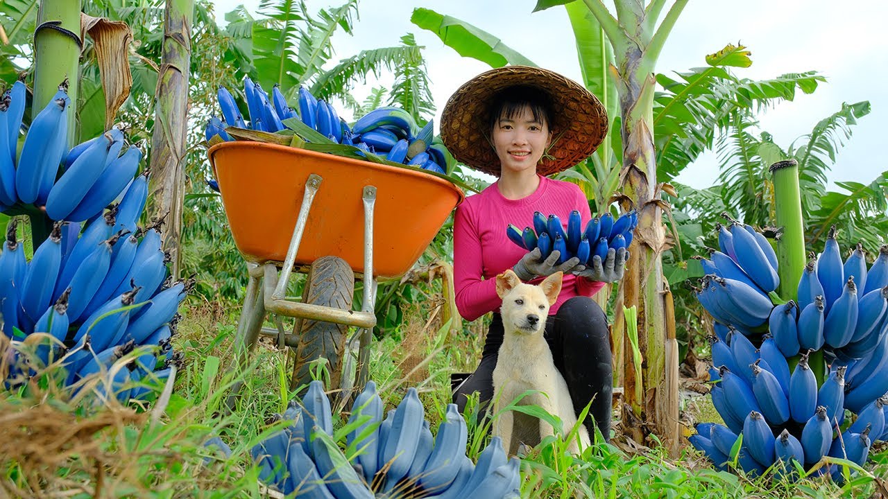 Harvesting Blue Banana Bunch & Go To Market Sell - Cooking, Farming ...