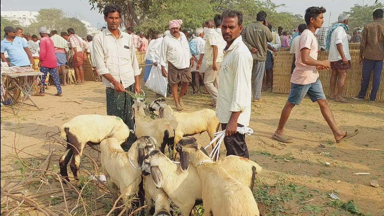 పెబ్బేరు సంతలో నెల్లూరు జుడుపి పొట్టేలు పిల్లలను కొన్న బుసిరెడ్డిపల్లి ...