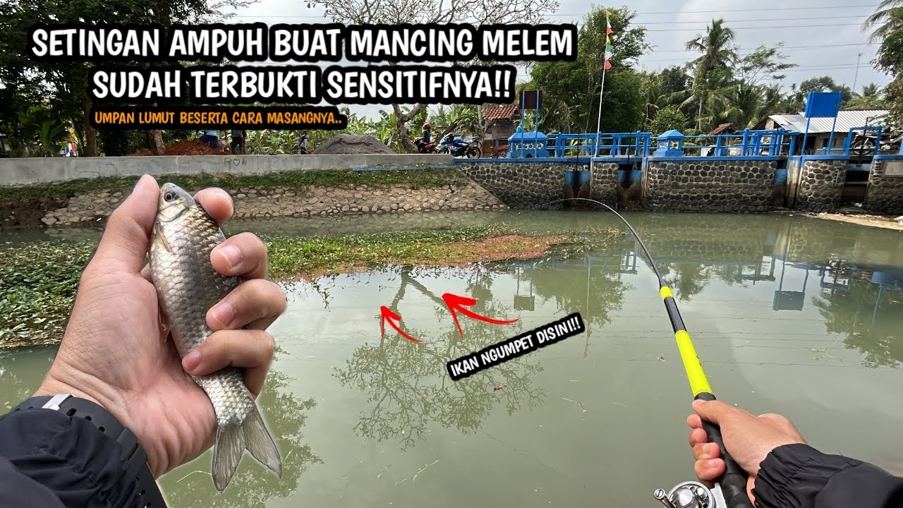SETINGAN AMPUH BUAT MANCING MELEM!! Mancing wader dan melem teknik kumbul umpan lumut dan ...