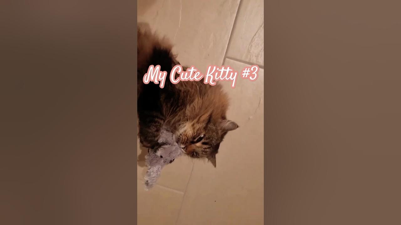 My Cat On Catnip #cat #funnycats #catnip - YouTube