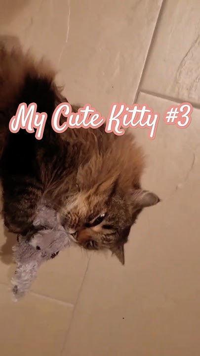 My Cat On Catnip #cat #funnycats #catnip - YouTube