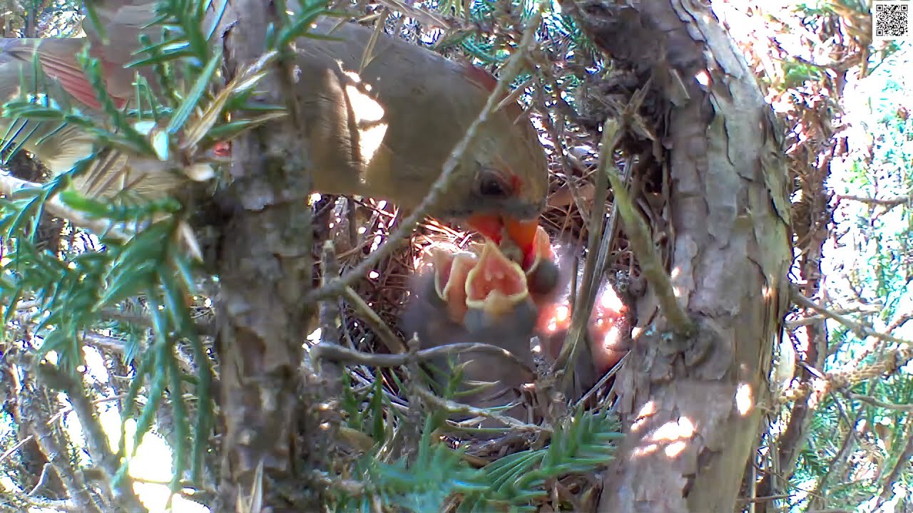 Northern Cardinal Mom Feeds Nestlings in Quispamsis - YouTube