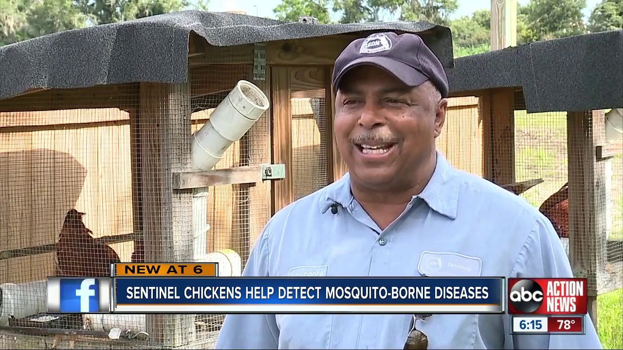 Sentinel chickens help detect mosquito-borne diseases - YouTube
