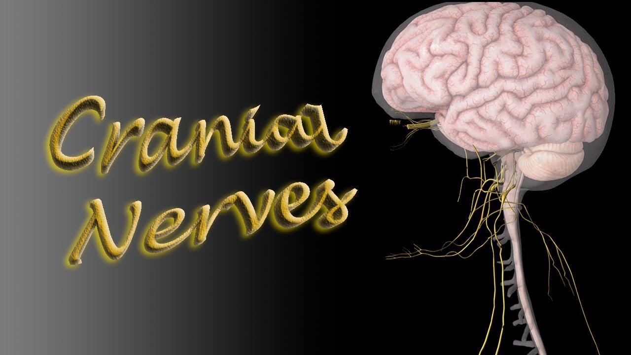 Cranial Nerves Animation - YouTube
