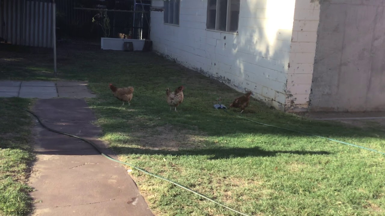Funny chook fails - YouTube
