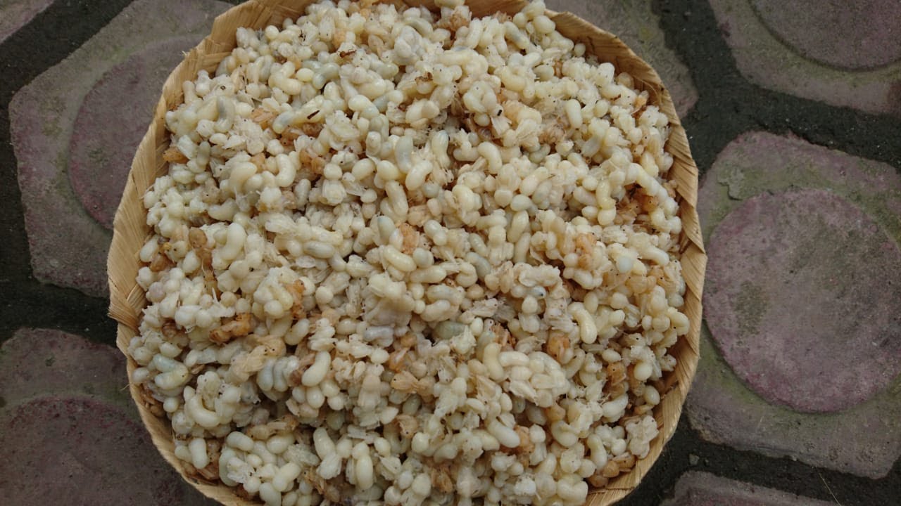 jual kroto atau telur semut, Pua di medan - YouTube