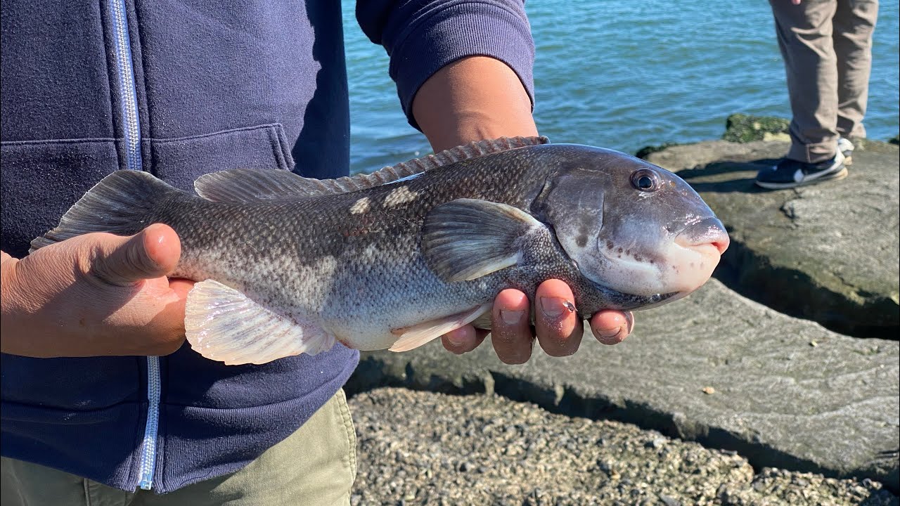 pesca de black fish en belmar con los amigos pescando y disfrutando ...
