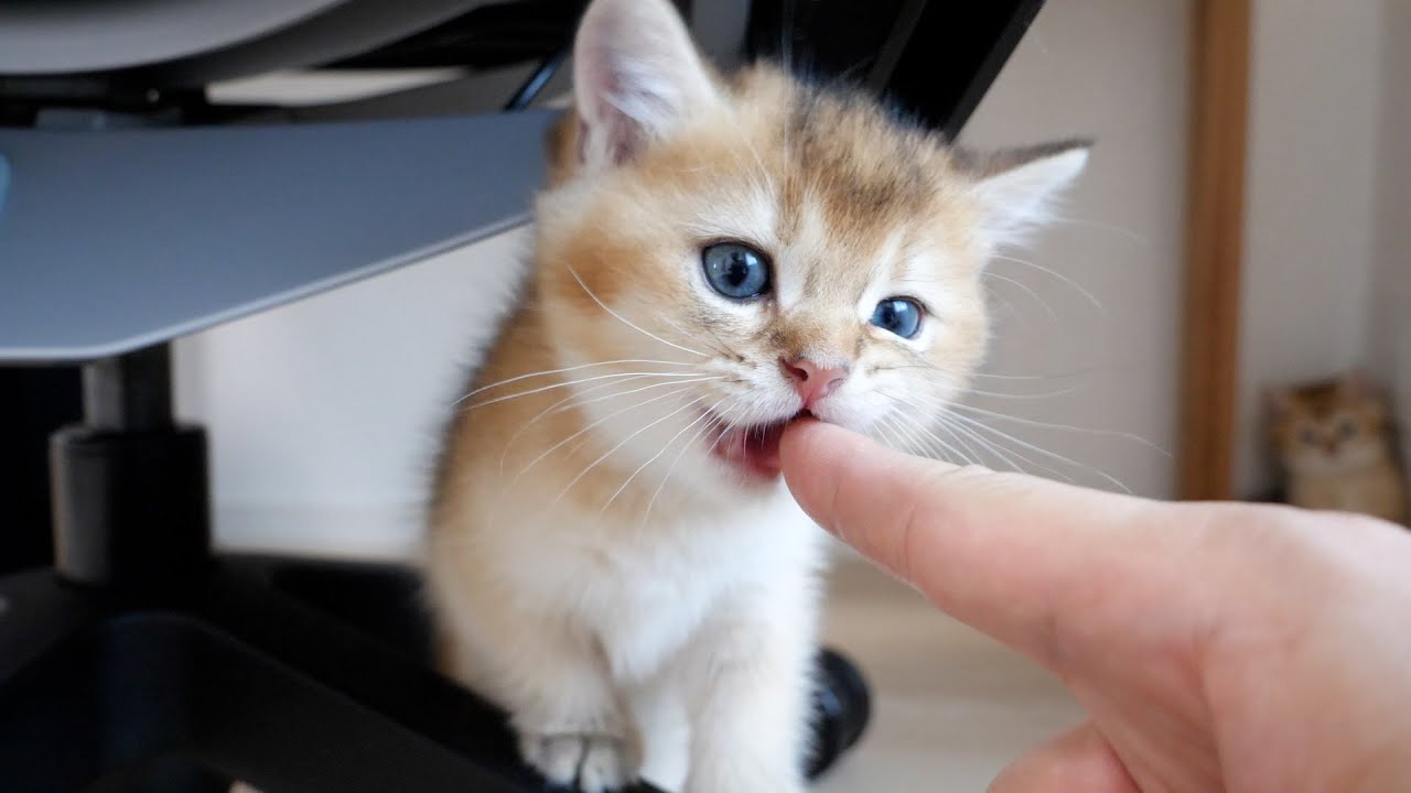 I had my finger gnawed off by Mocha the kitten! - YouTube